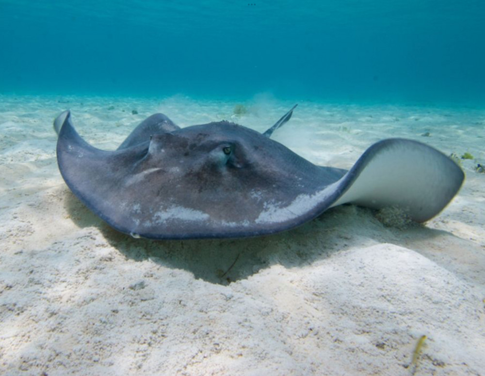 3-Hr Mangrove Lagoon, Cas Cay Kayak, Hike & Snorkel (optional transfer ...