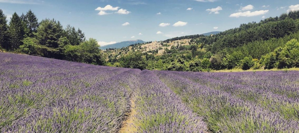 Private: Luberon Valley Lavender Trail from Gordes - Gordes | Project ...