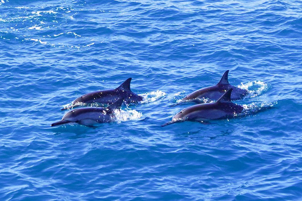 Afternoon Dolphin Watch & Snorkel In Kona, Big Island - Kailua-Kona ...