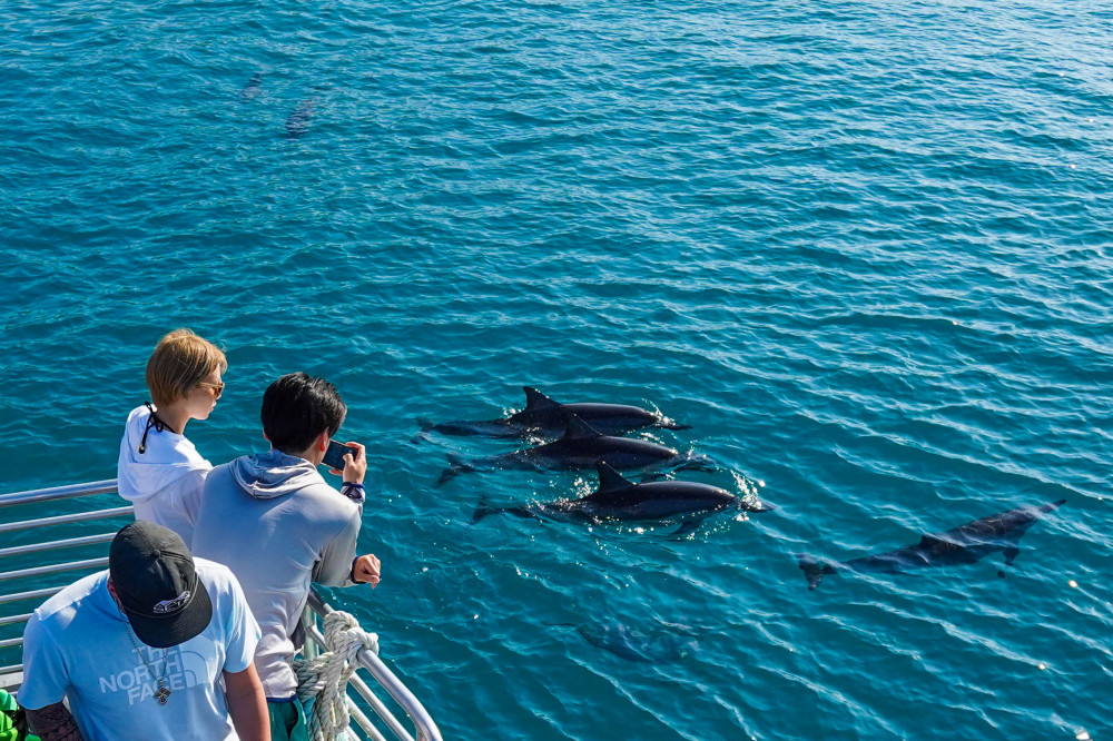 Dolphin Watch, Snorkel, & Waterslide Activities On Oahu - Waianae ...