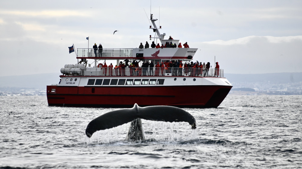 Reykjavík Classic Whale Watching - Reykjavik | Project Expedition