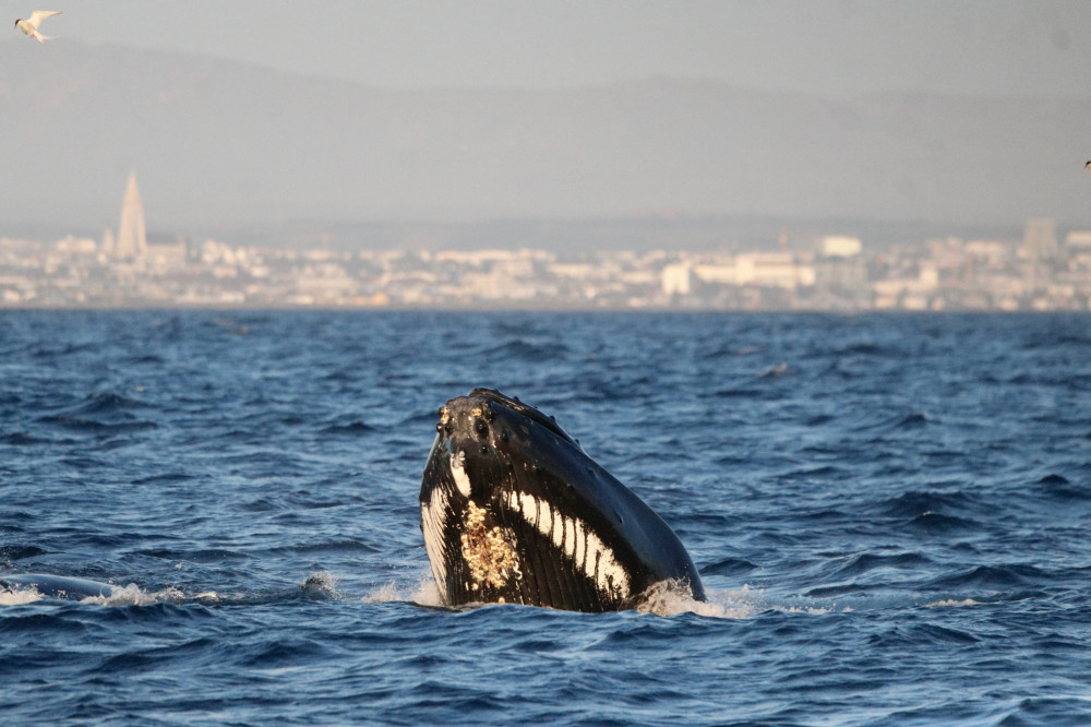 Reykjavík Classic Whale Watching - Reykjavik | Project Expedition