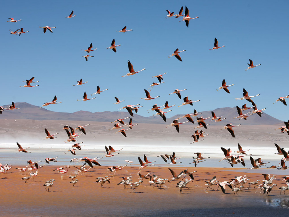 14-Day Bolivia Highlights Tour - El Alto | Project Expedition