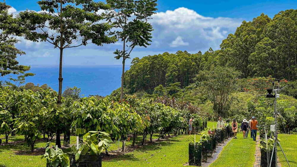 Farm Tour & Hawaiian Craft Chocolate Experience - Hilo | Project Expedition