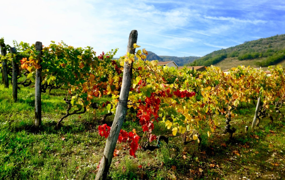 Vouvray Wine Discovery: Vineyard Visit & Tasting Trip from Tours ...