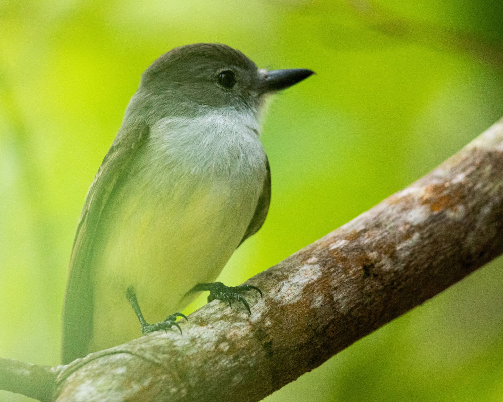 Guided Birdwatching Hike – Castries Waterworks Forest Reserve, St ...