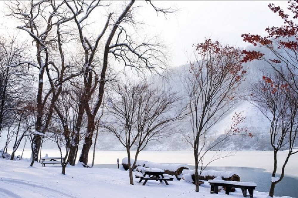 Nami Island + Ski Tour (Late Nov - Early Mar) - Seoul | Project Expedition