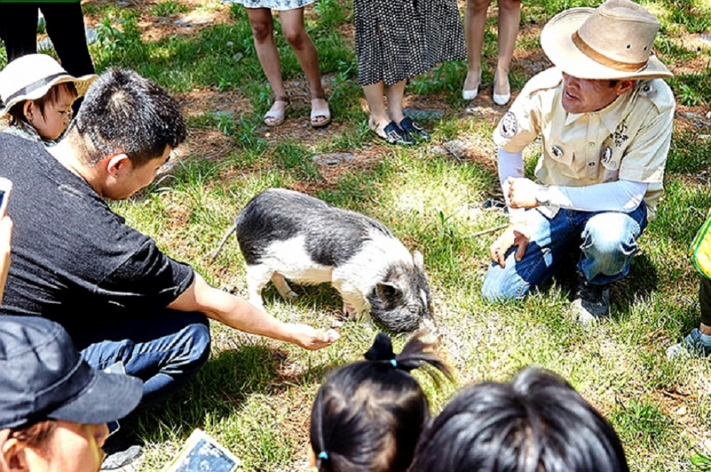 Nami Island + Alpaca World - Seoul | Project Expedition