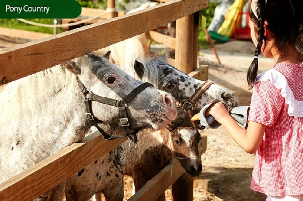Nami Island + Alpaca World - Seoul | Project Expedition