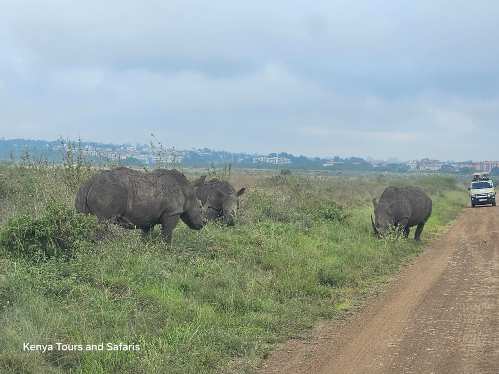 Nairobi: National Park, Elephant Orphanage & Giraffe Center - Nairobi ...