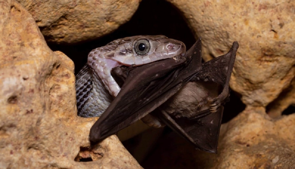 Private Kantemo Cave Snakes & Bats Tour - Cancun | Project Expedition