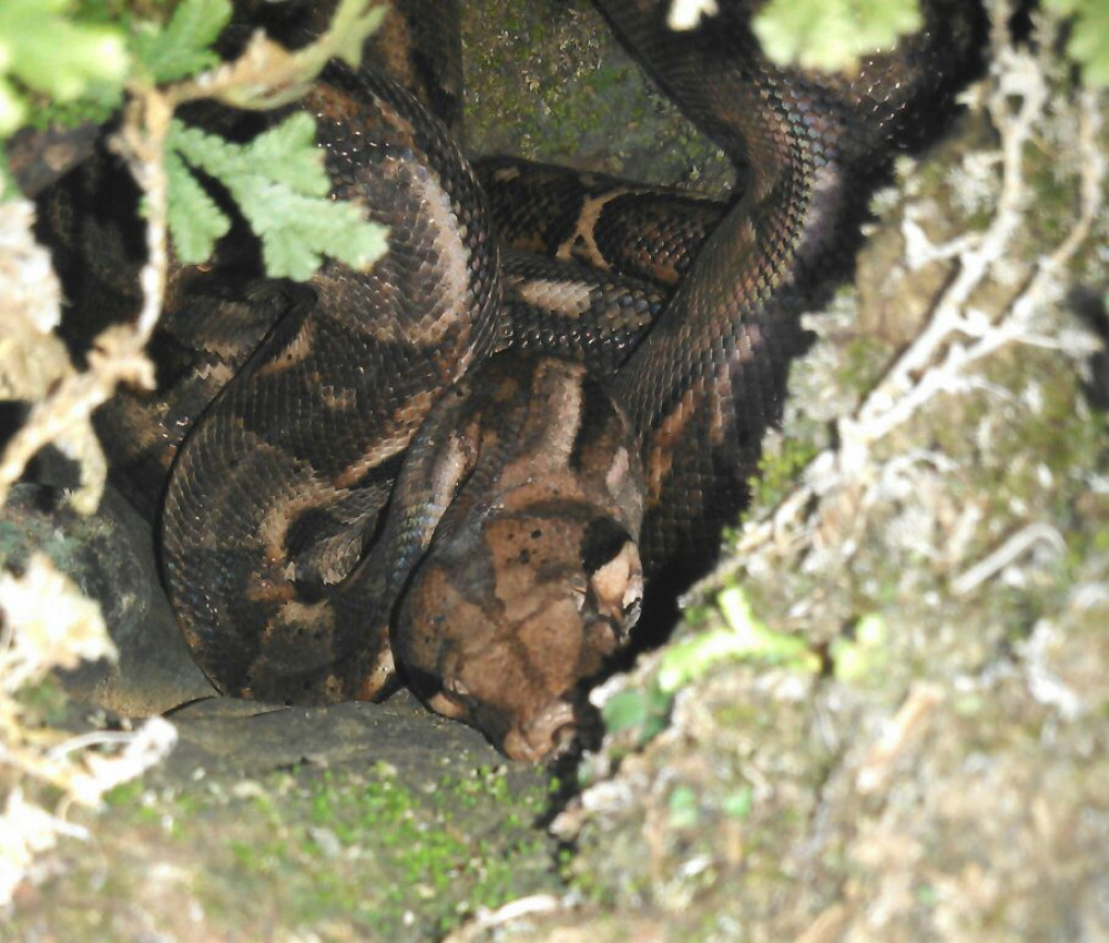 Private Kantemo Cave Snakes & Bats Tour - Cancun | Project Expedition