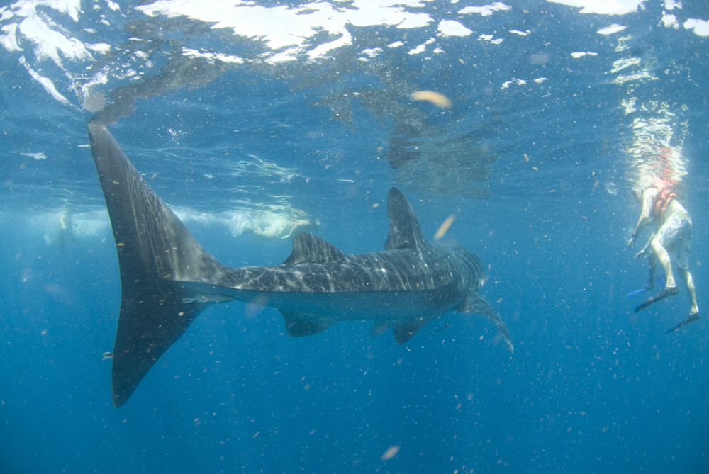 7-Day Whale Shark Tour - Cancun | Project Expedition