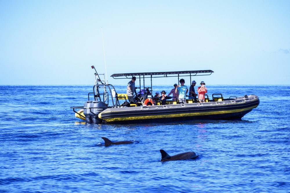 2-Hour Dolphin Watch and Double-Reef with Snorkel in Hawaii - Kailua ...