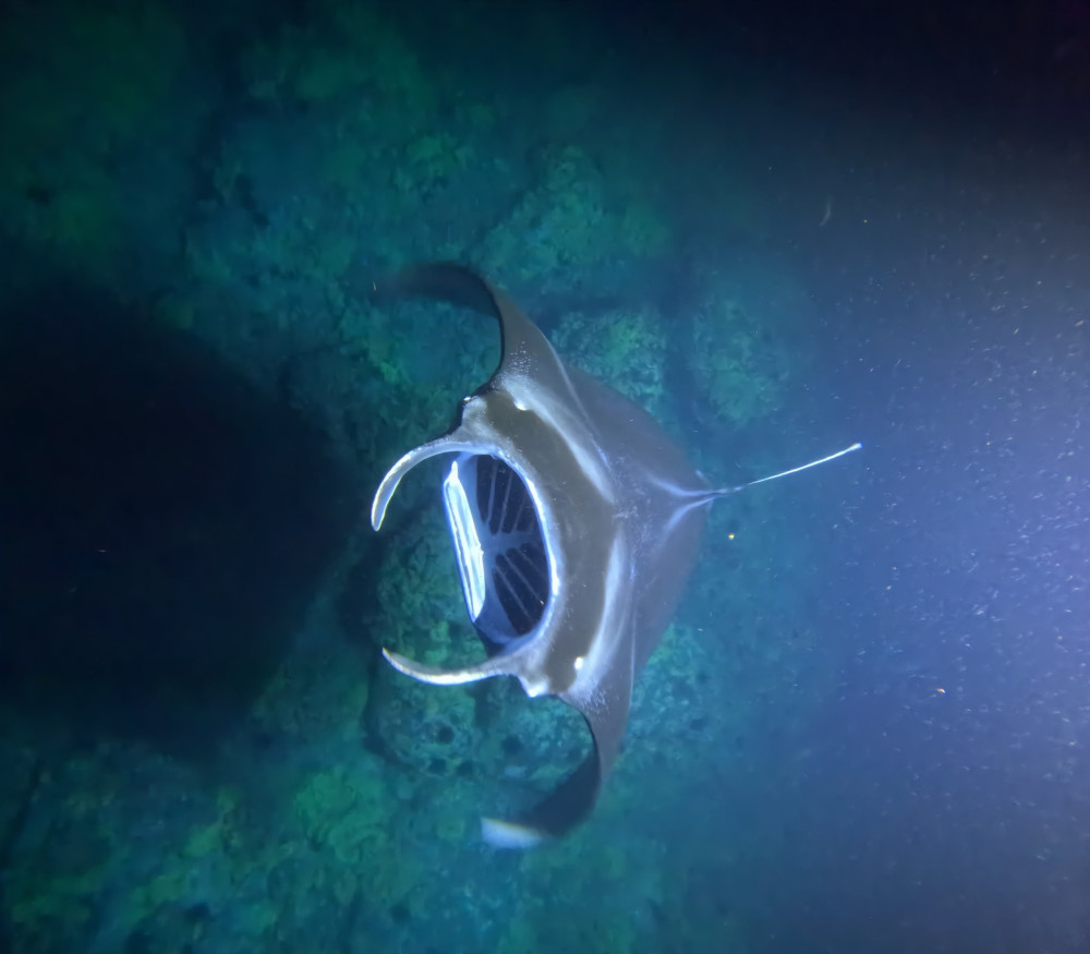 Sunset Manta Ray Snorkel - Kailua-Kona | Project Expedition