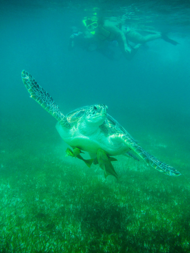 Private Marine Turtle Snorkel Tour - Cancun | Project Expedition