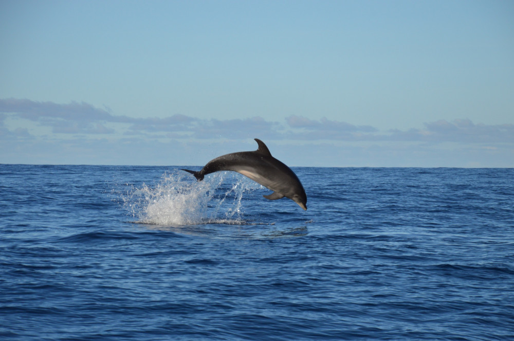 Private Charter Half-Day with Swimming and Snorkeling Stops - Calheta ...