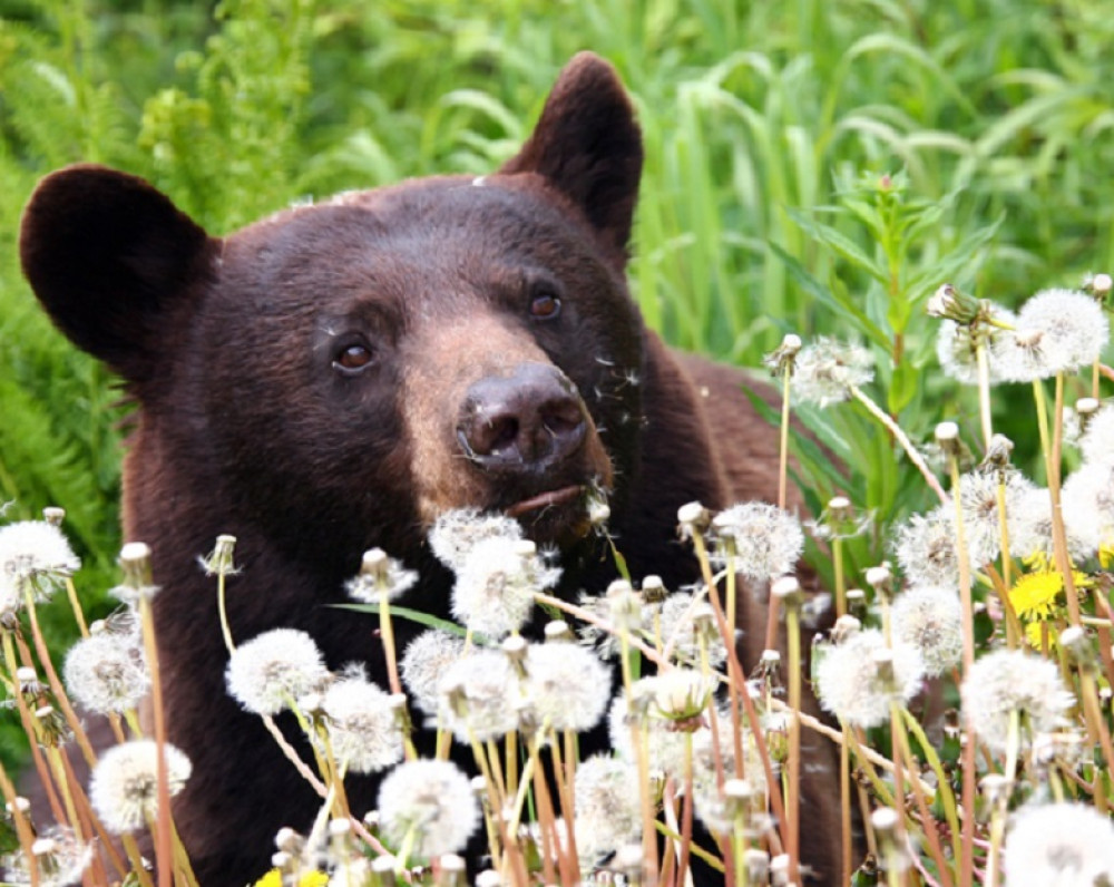 Chilkoot Lake Nature and Wildlife Viewing from Skagway - Skagway ...
