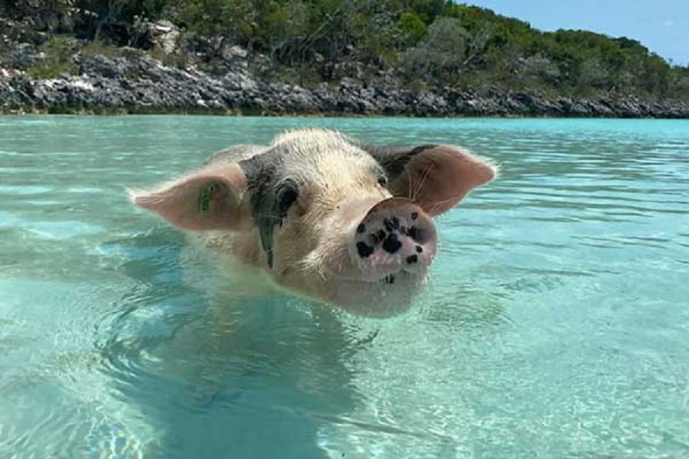 Famous Exuma Swimming Pigs at Big Major Cay, Sharks & Iguanas - Nassau ...