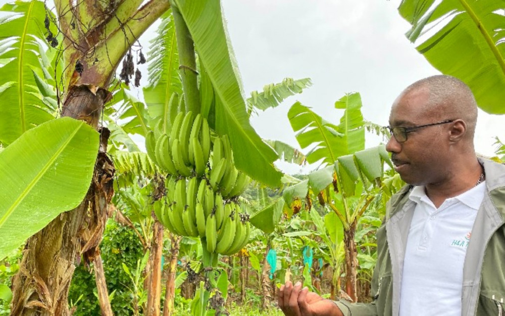 PRIVATE St. Lucia Diamond Mineral Baths, Mud Baths & Waterfall Adventure - Castries | Project ...