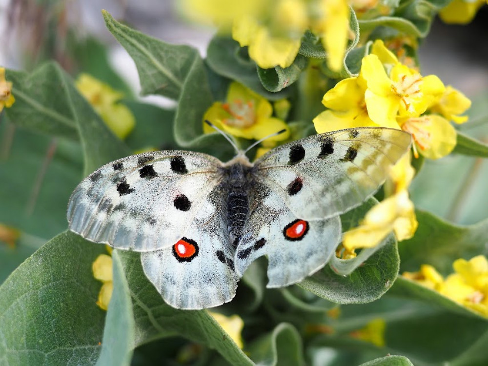 8 Day Guided High Scardus Trail with Accommodation and Transfers ...